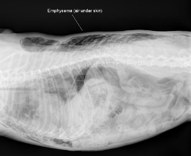 Body Xrays | Knapp Veterinary Hospital | Columbus Ohio / Body Xrays (2 ...